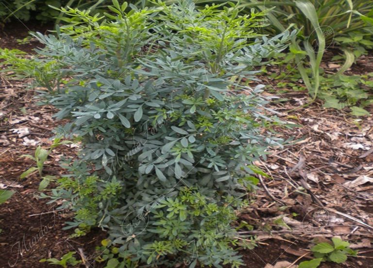 La Ruda y rituales del nuevo año - El Heraldo